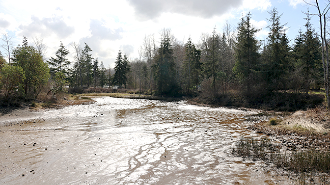 King County wetlands are worlds of wonder - Headwaters