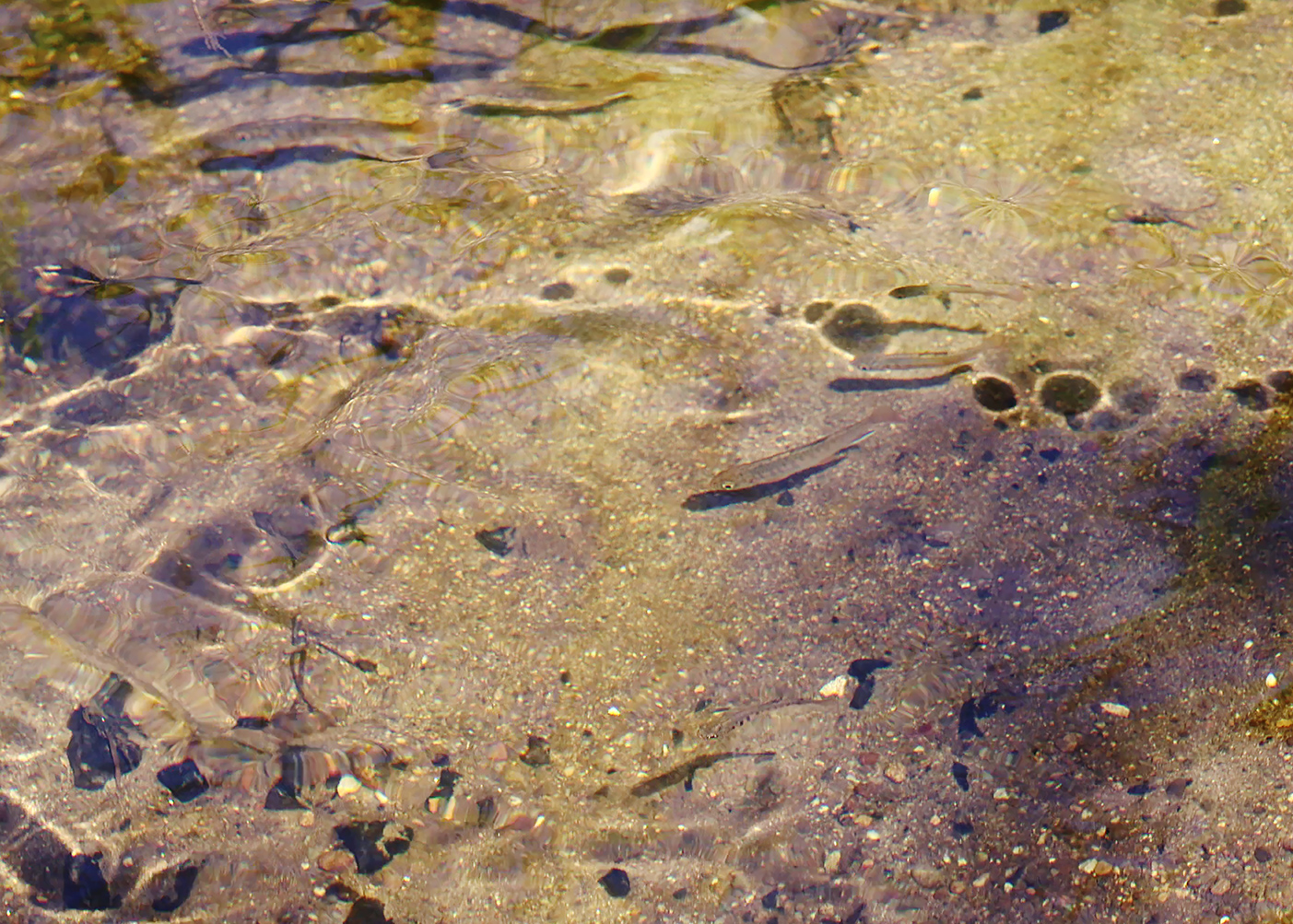 King County wetlands are worlds of wonder - Headwaters