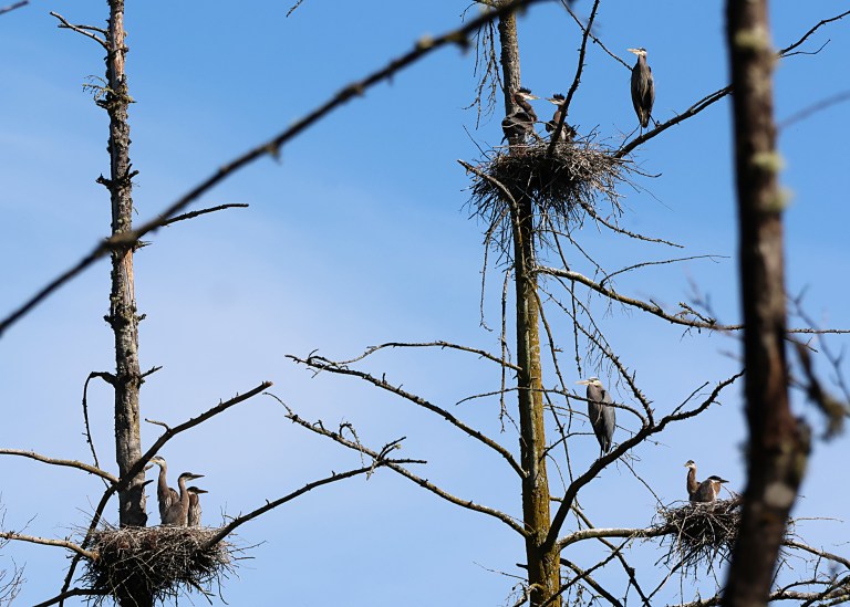 King County wetlands are worlds of wonder - Headwaters