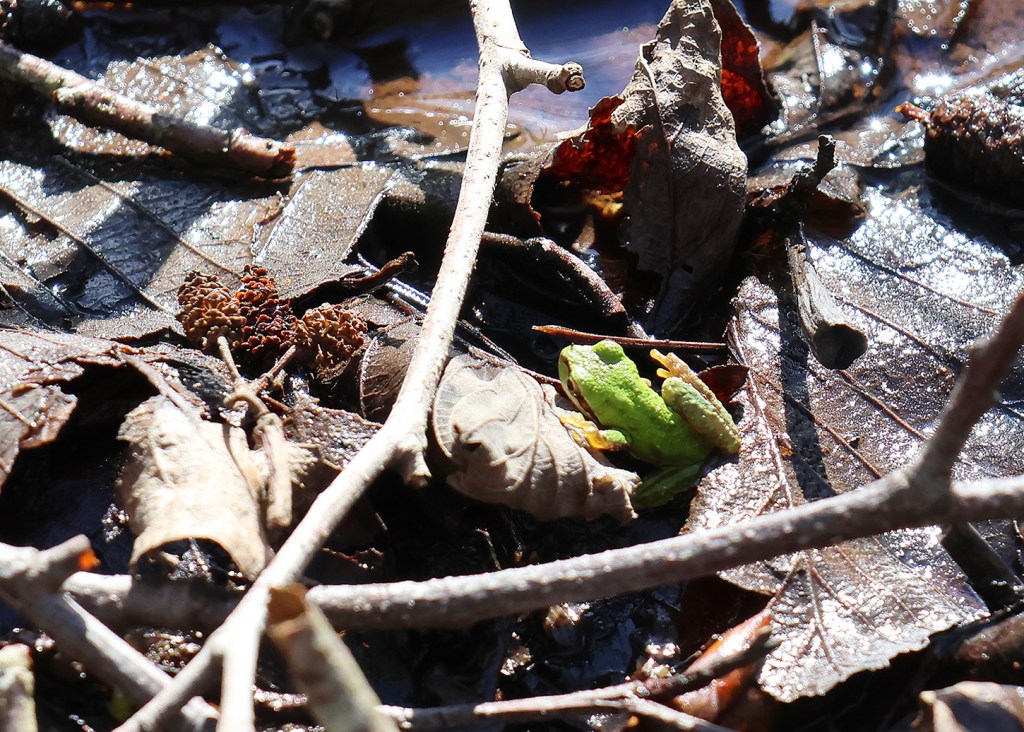 King County wetlands are worlds of wonder - Headwaters