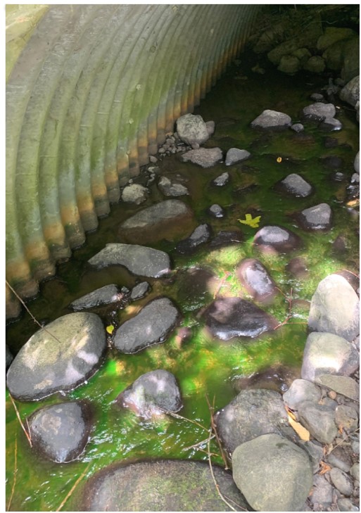 Something in the water: How King County is finding and fixing poop ...