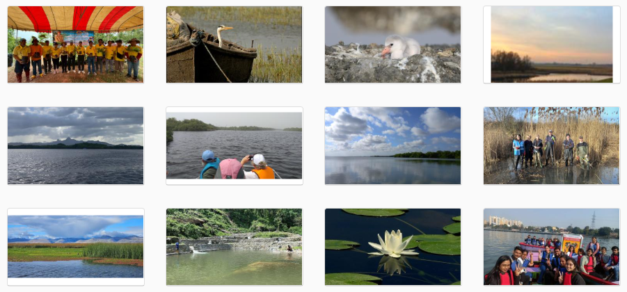 Find a Wetland Walk in King County for World Wetlands Day!